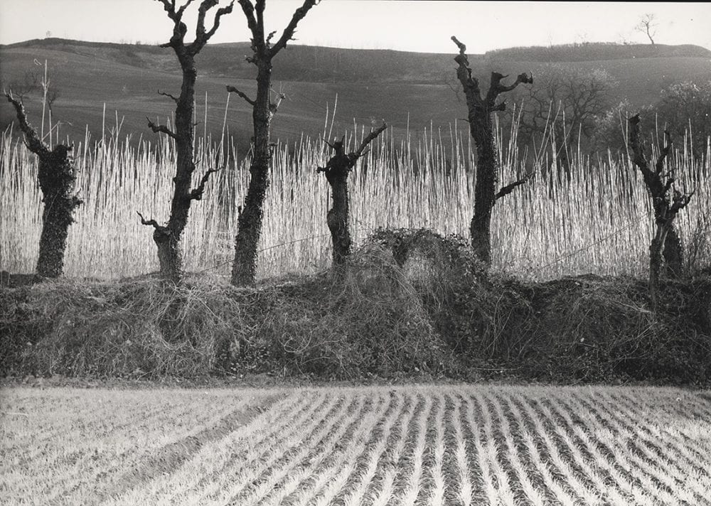 Primi Paesaggi, 1954/'60 - MARIO GIACOMELLI